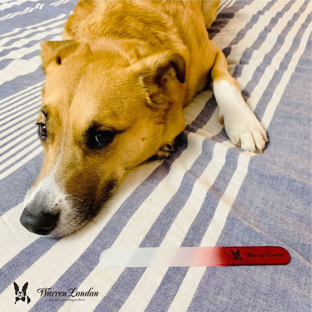 Glass Nail File for Dogs – Warren London